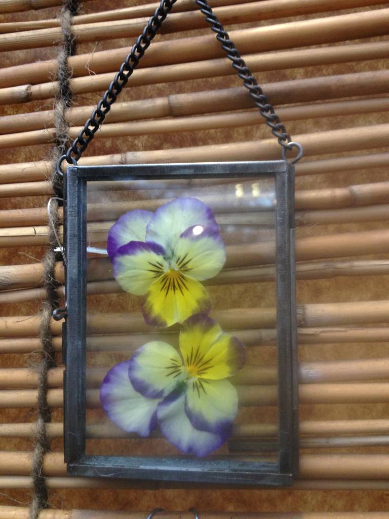 Botanicals Under Glass – We Have Everything You Need! | Oak Street ...