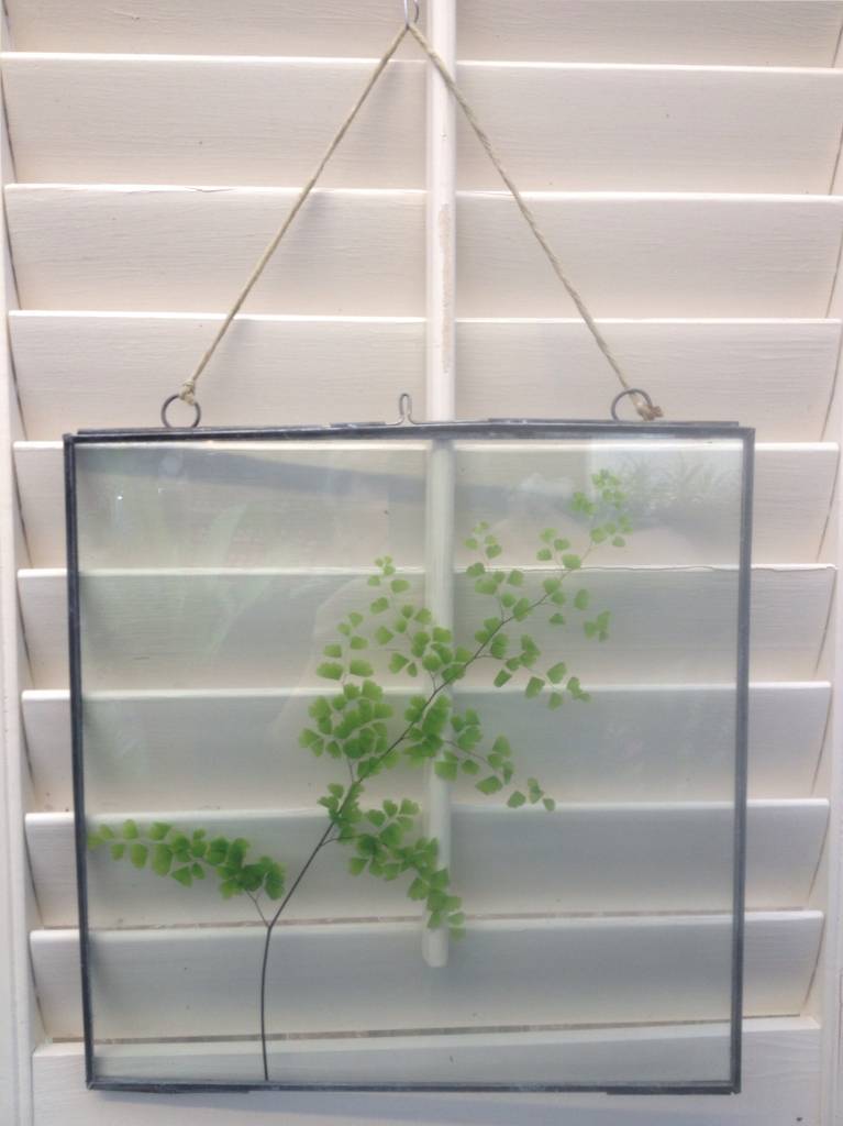 Botanicals Under Glass – We Have Everything You Need! | Oak Street ...