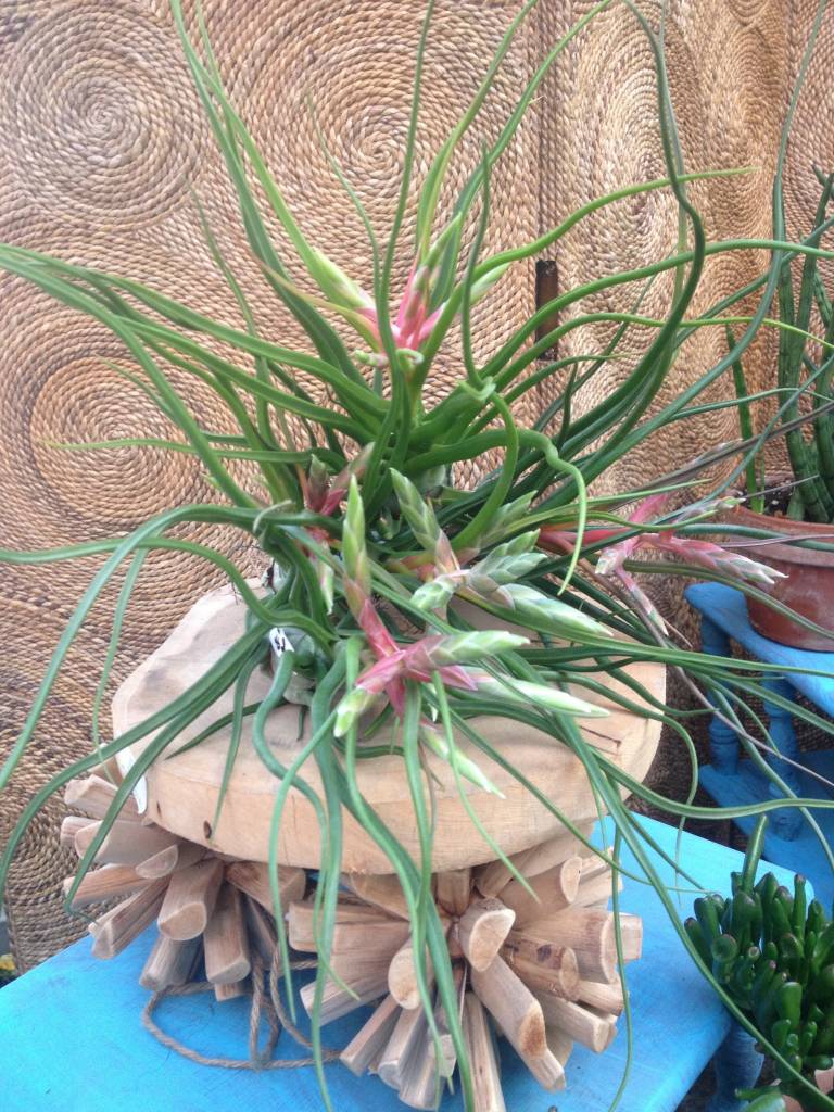 Air Plants (Tillandsia) – What You Need To Know To Grow Them! | Oak ...