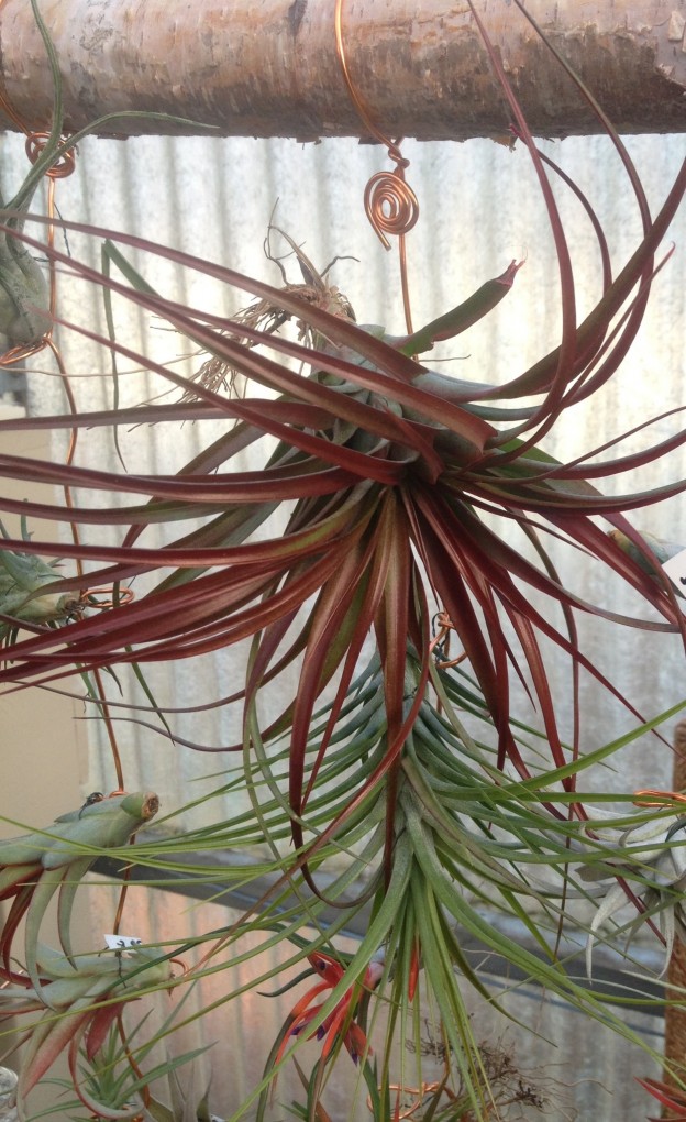 Air Plants (Tillandsia) – What You Need To Know To Grow Them! | Oak ...