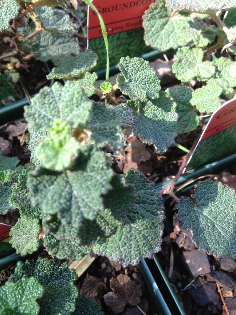 These Ground Covers Are Tough! | Oak Street Garden Shop and Local Market