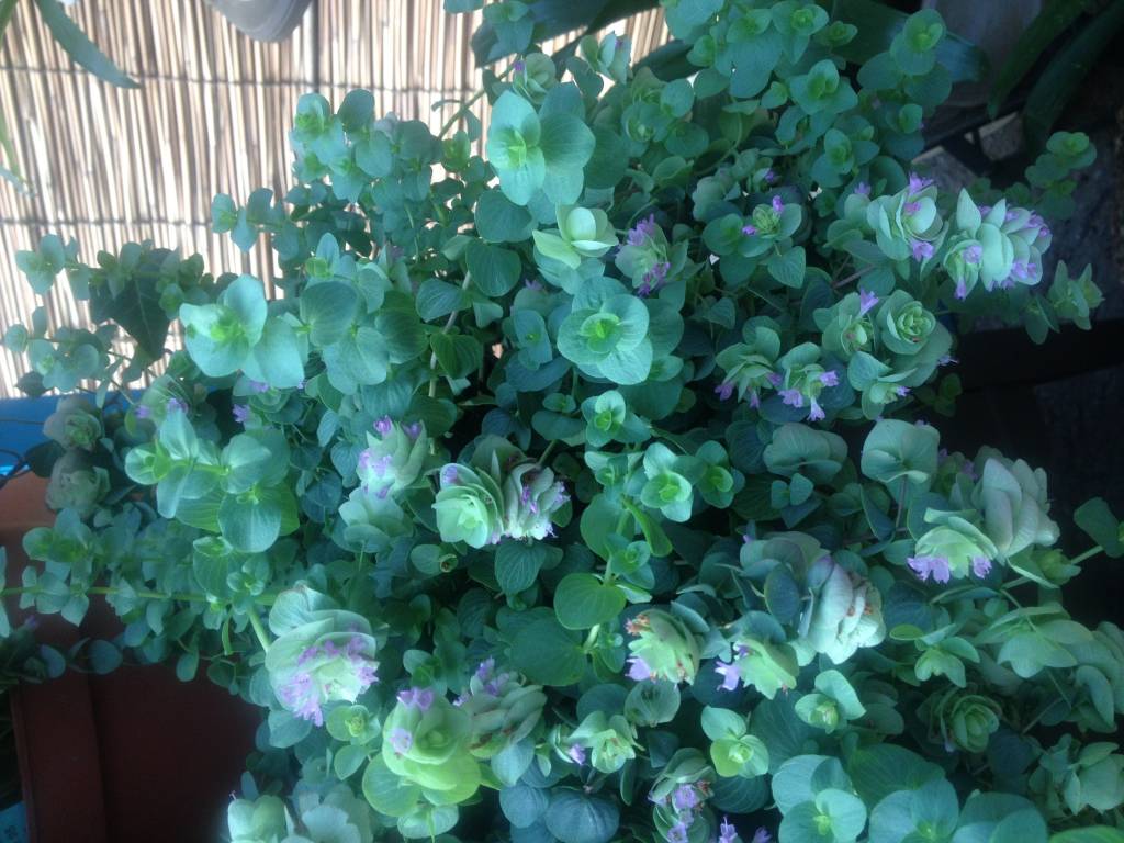 ‘Kent’s Beauty’ Ornamental Oregano – It’s Here! | Oak Street Garden ...