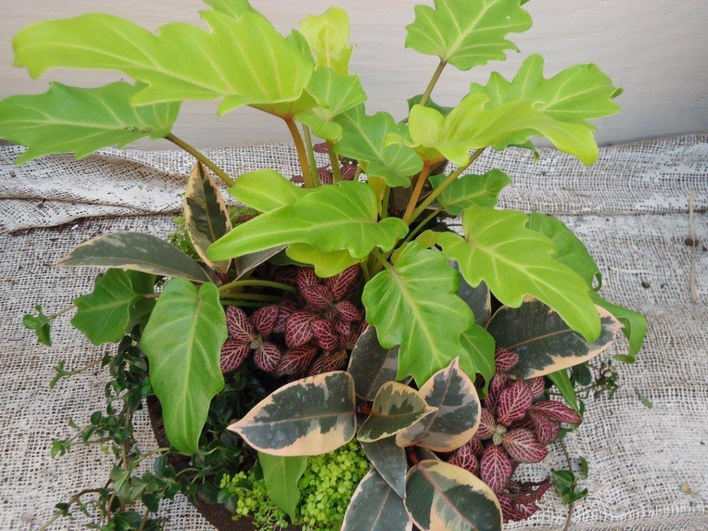 Container Gardening – Pointers & Possibilities… | Oak Street Garden ...