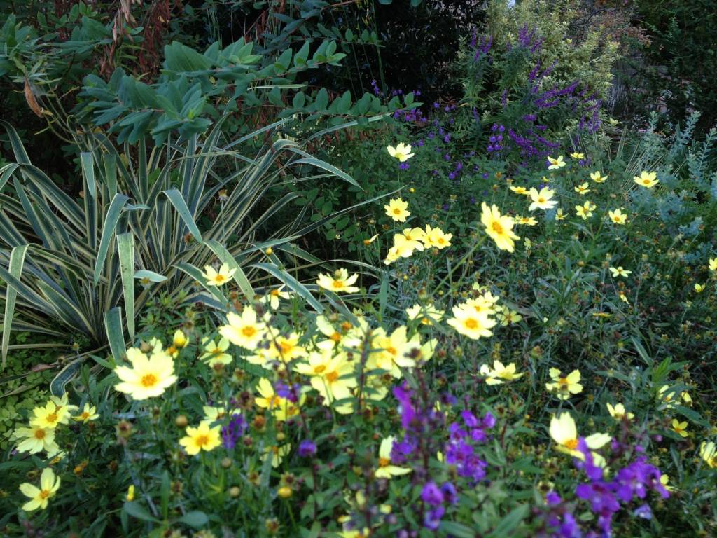 What A Great Coreopsis!!! ‘Full Moon’ Is One You Should Try… | Oak ...