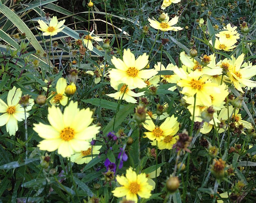 What A Great Coreopsis!!! ‘Full Moon’ Is One You Should Try… | Oak ...
