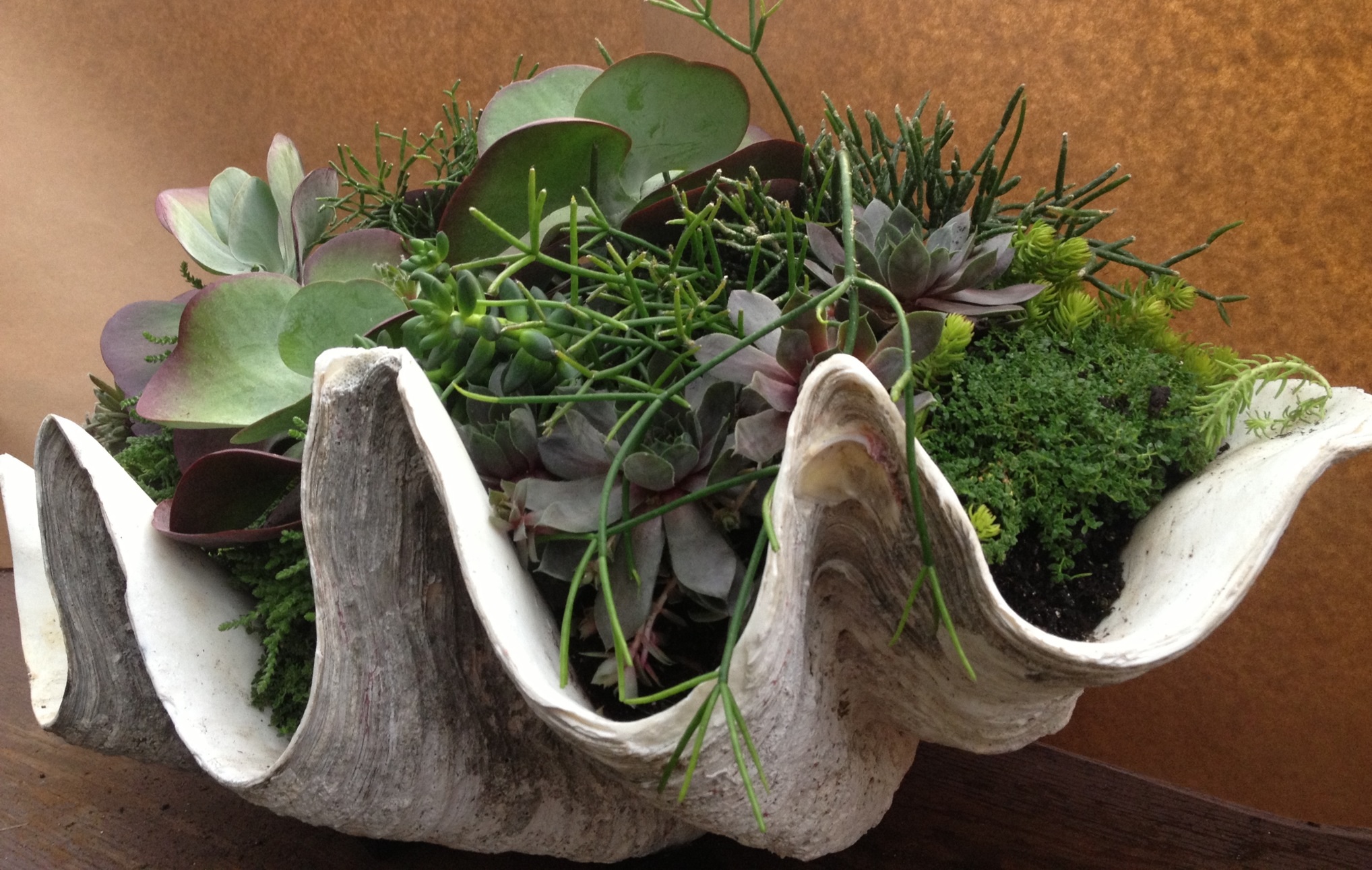 A Real (And Really Big!) Clam Shell Planted With Succulents.. | Oak ...