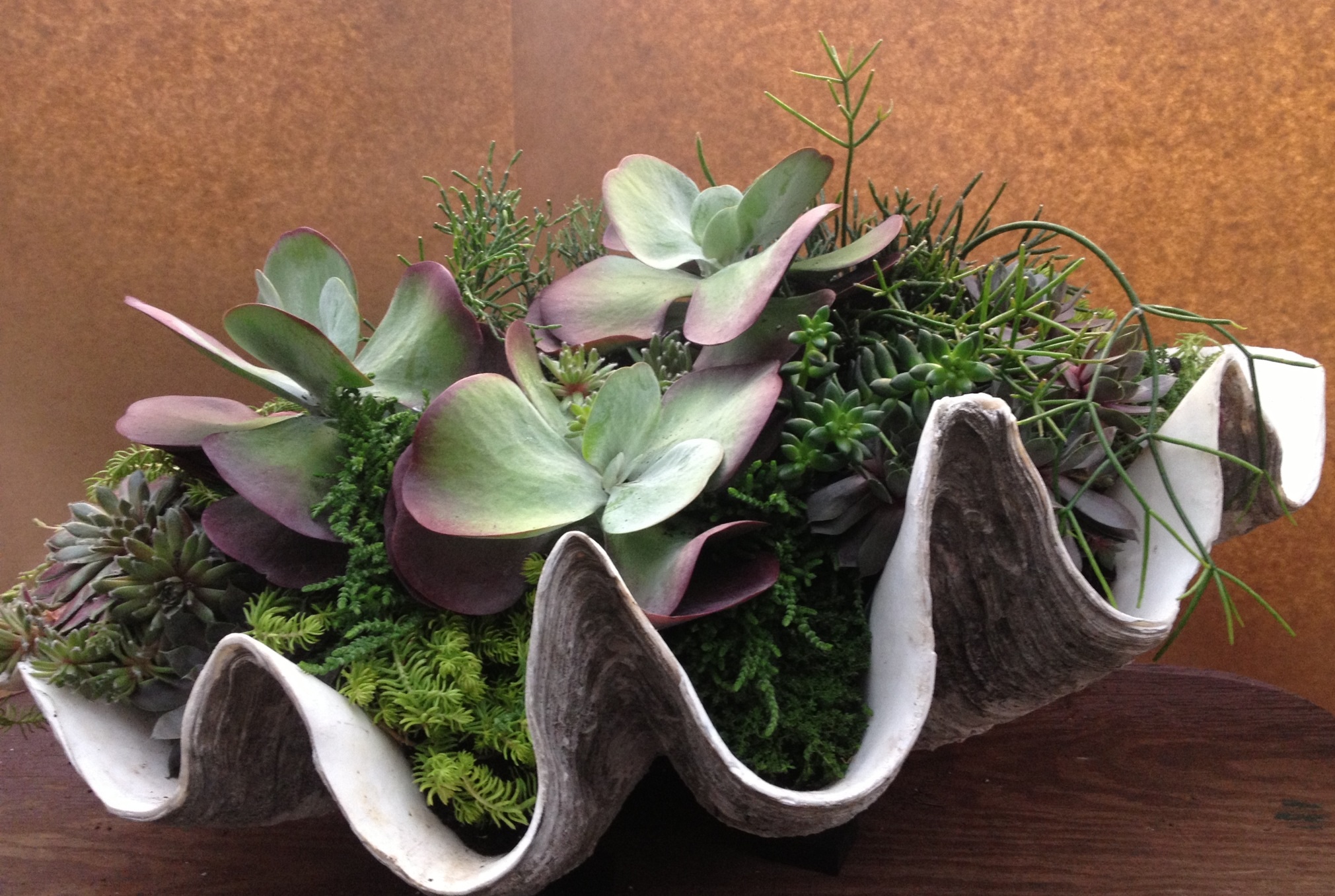 A Real (And Really Big!) Clam Shell Planted With Succulents.. | Oak ...
