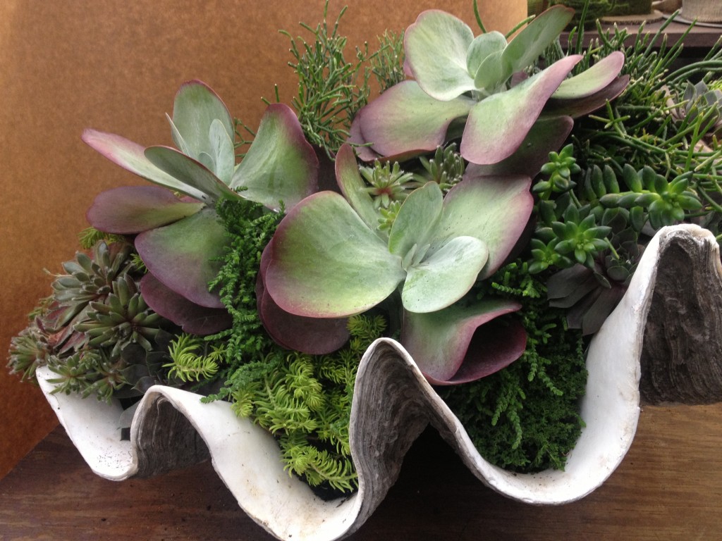 A Real (And Really Big!) Clam Shell Planted With Succulents.. | Oak ...