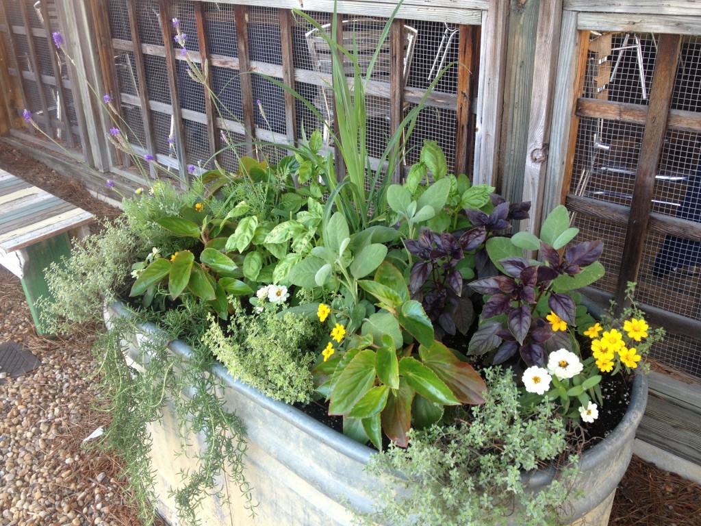 Mix It Up – Potager Style Container Planting | Oak Street Garden Shop ...