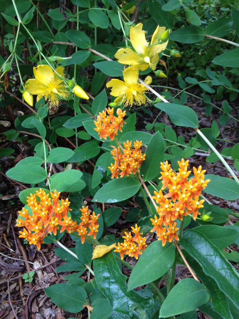 Want More Butterflies? Plant Butterfly Weed! | Oak Street Garden Shop ...