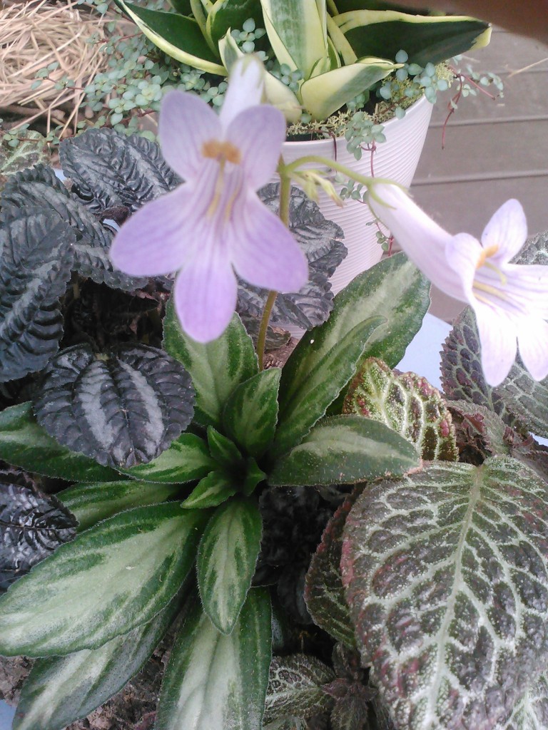 Primulina (Chirita) Plants…Something New For You To Try! | Oak Street ...