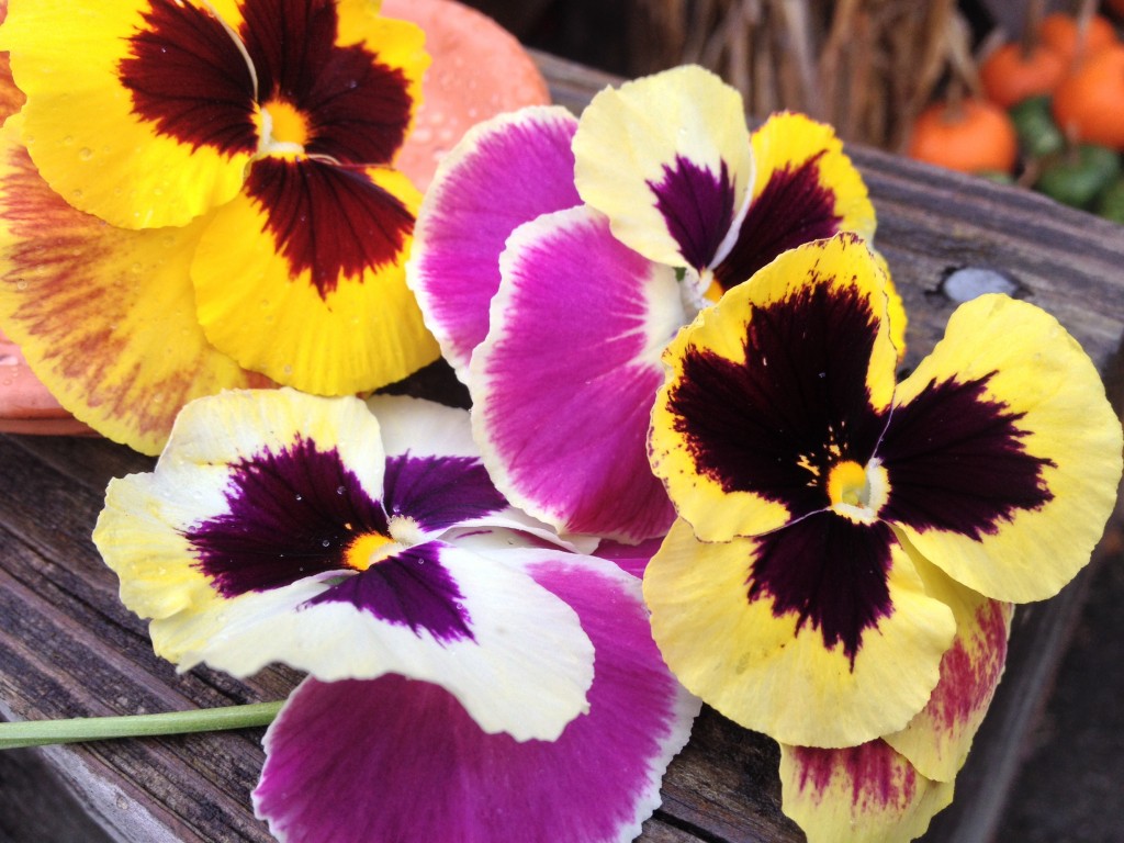 Fall Favorites For Spring Flowers…A Primer On Pansies & Violas | Oak ...