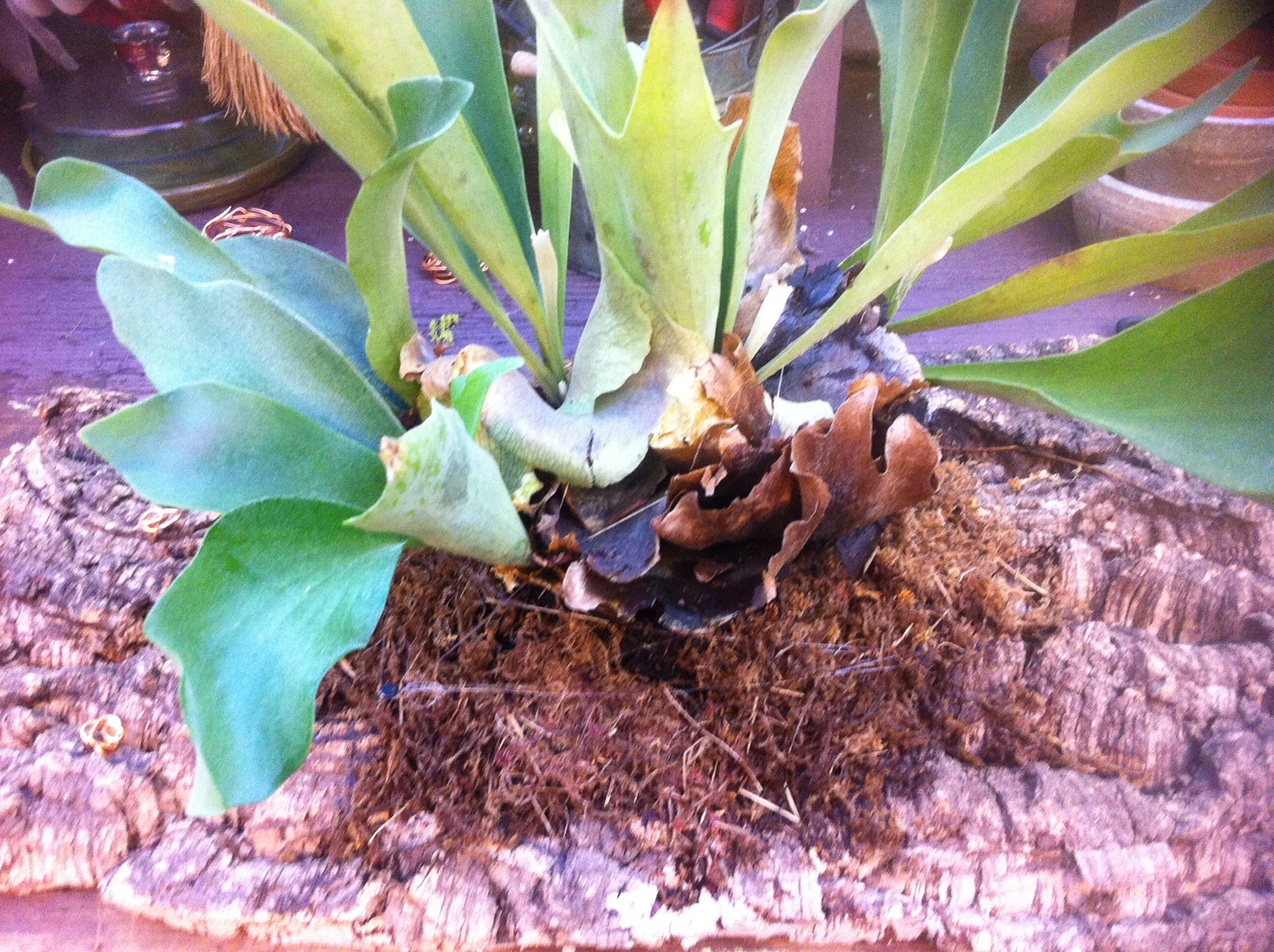 Staghorn Ferns – An Easy Fern To Grow | Oak Street Garden Shop and ...