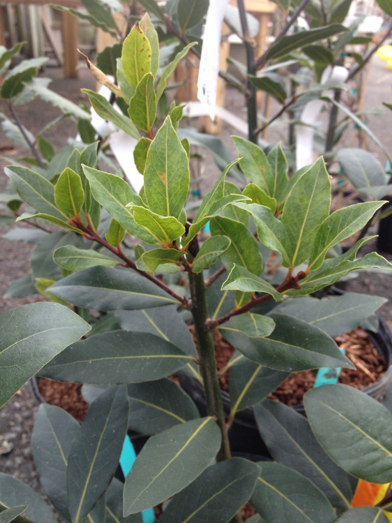 March Brings New Shrubbery, Vines and Herbs… | Oak Street Garden Shop ...