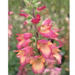Digiplexis – A New Plant To Try! | Oak Street Garden Shop and Local Market