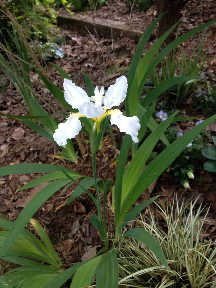Japanese Roof Iris – A Plant With A History! | Oak Street Garden Shop ...