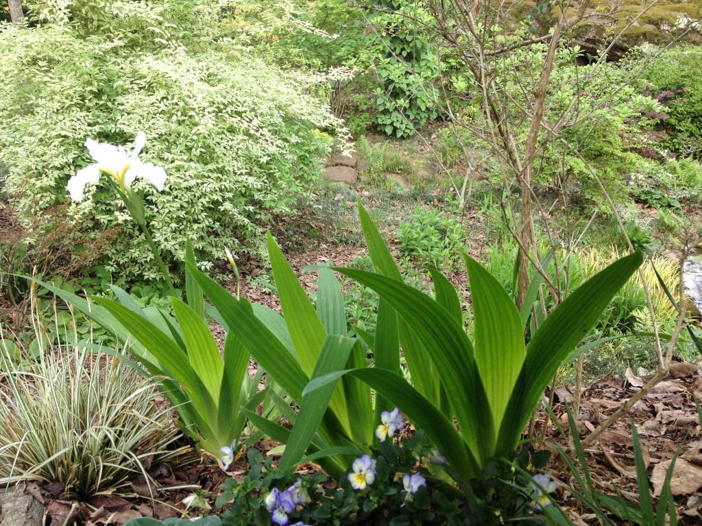 Japanese Roof Iris – A Plant With A History! | Oak Street Garden Shop ...