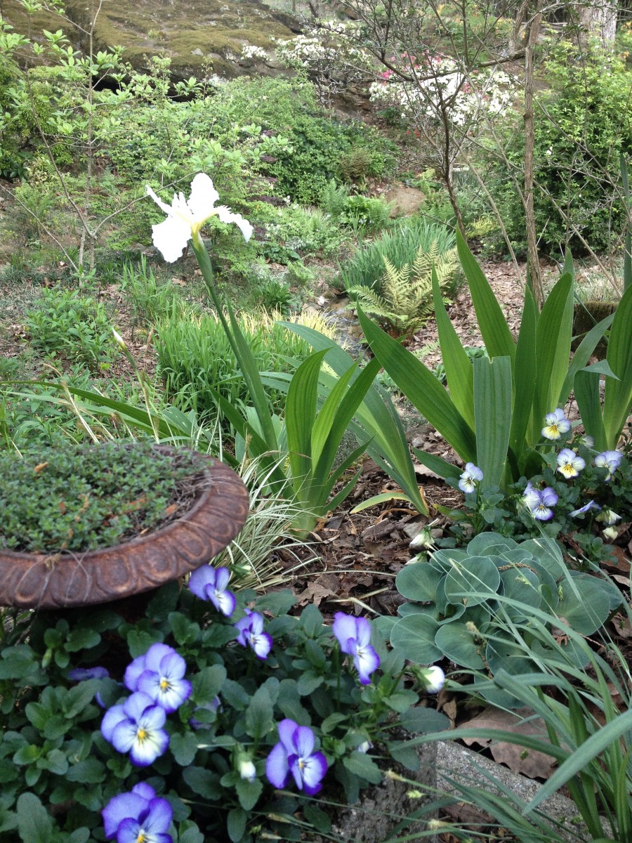 Japanese Roof Iris – A Plant With A History! | Oak Street Garden Shop ...