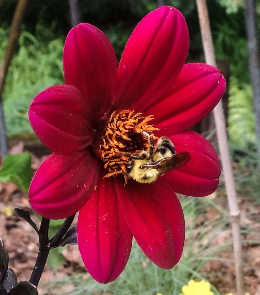 Neonicotinoides and What You Should Know… | Oak Street Garden Shop and ...