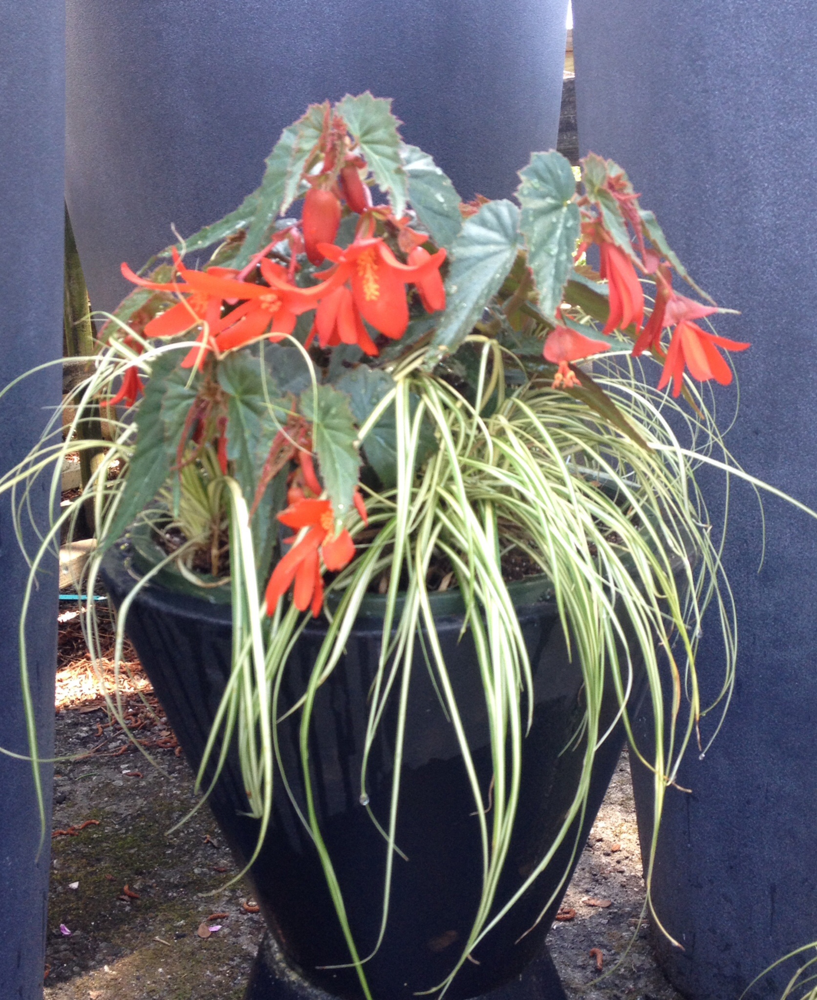 Summer Shade Planters…Foliage and Flowers for Lasting Impact | Oak ...