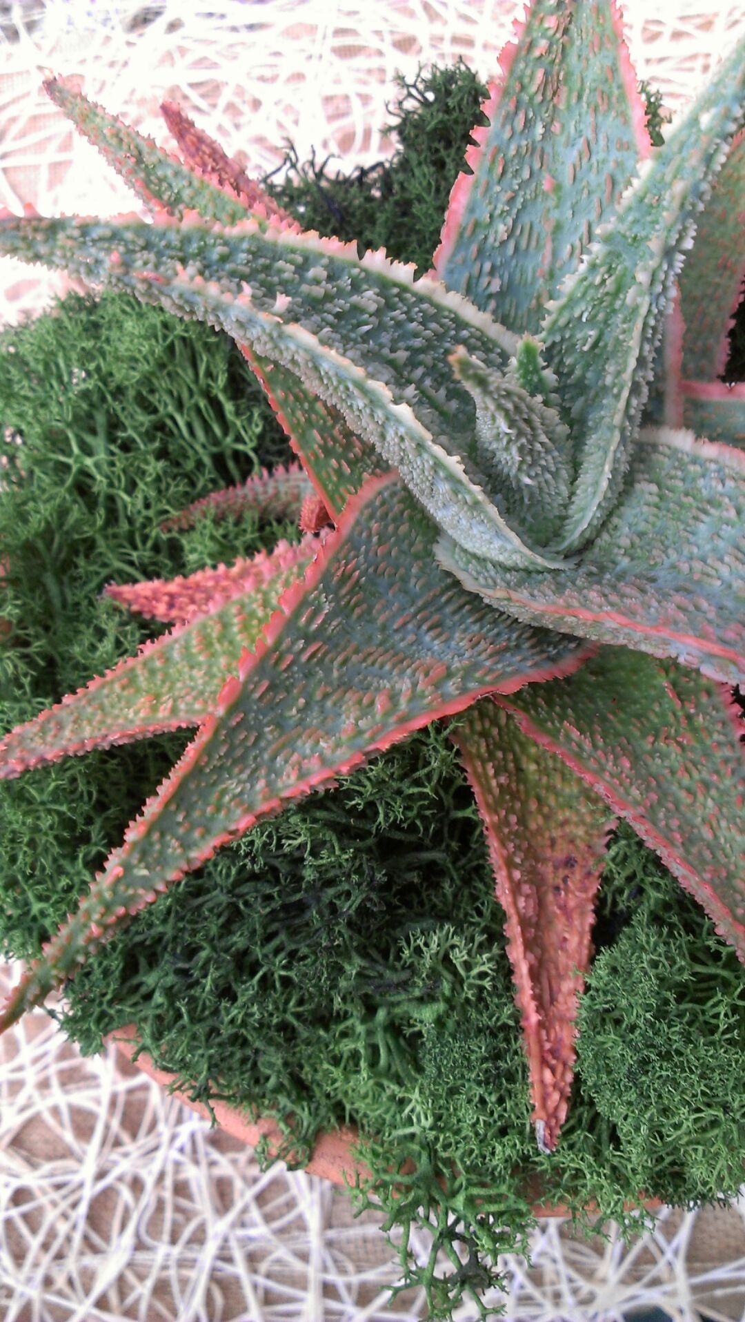 Aloes…There’s More Than Just Vera Out There! | Oak Street Garden Shop ...
