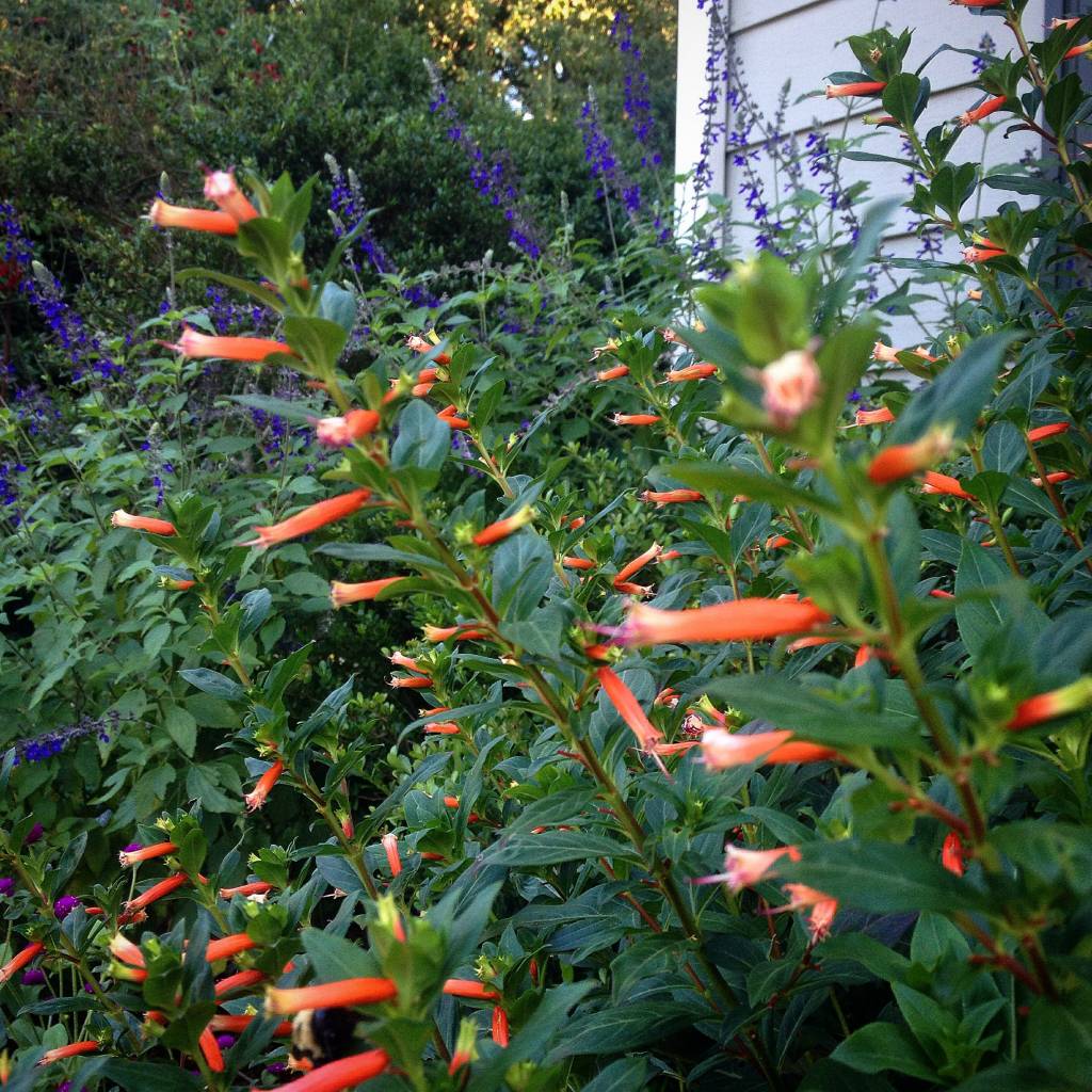 Plant This One For The Hummingbirds – They Love A Cigar (Plant)! | Oak ...
