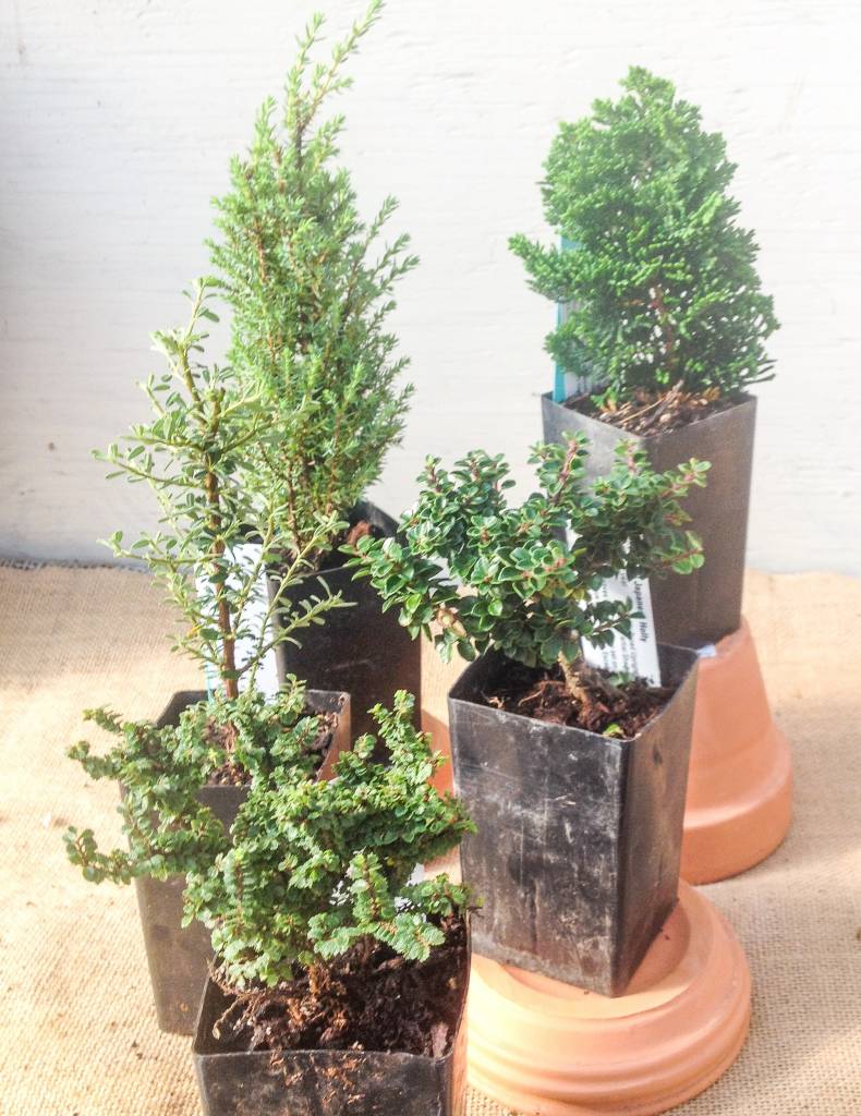 Miniature Conifers – Just Right For Miniature Gardening and More | Oak ...