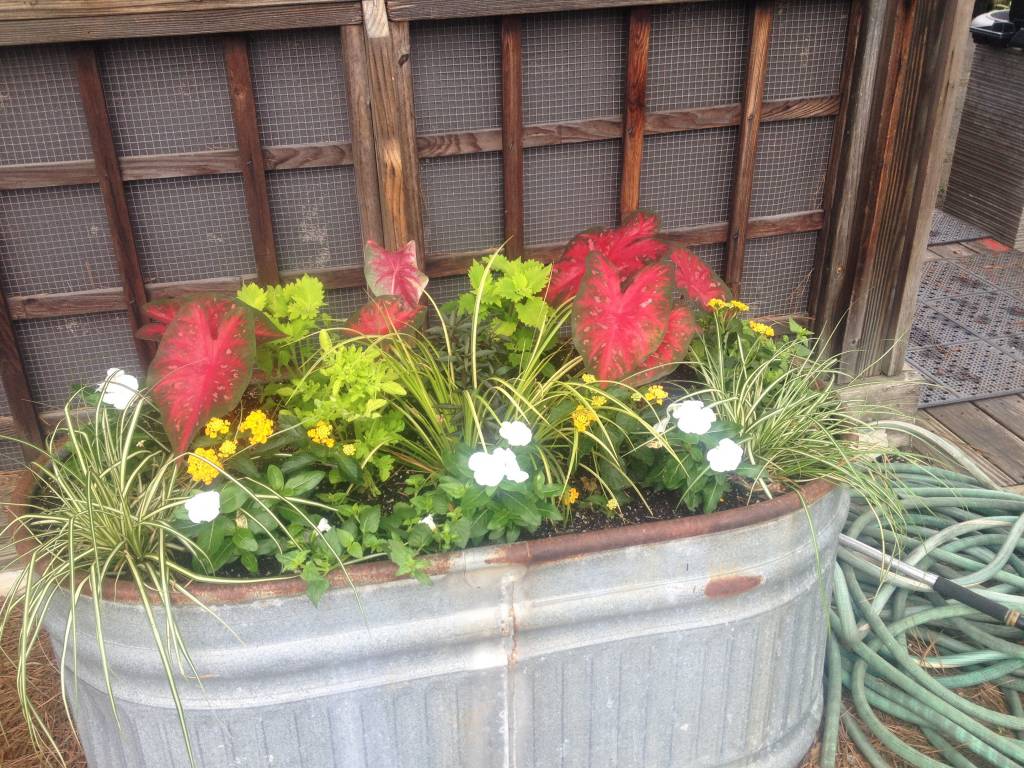 Summer Horse Trough Planting…Caladium Encore 2015 | Oak Street Garden ...