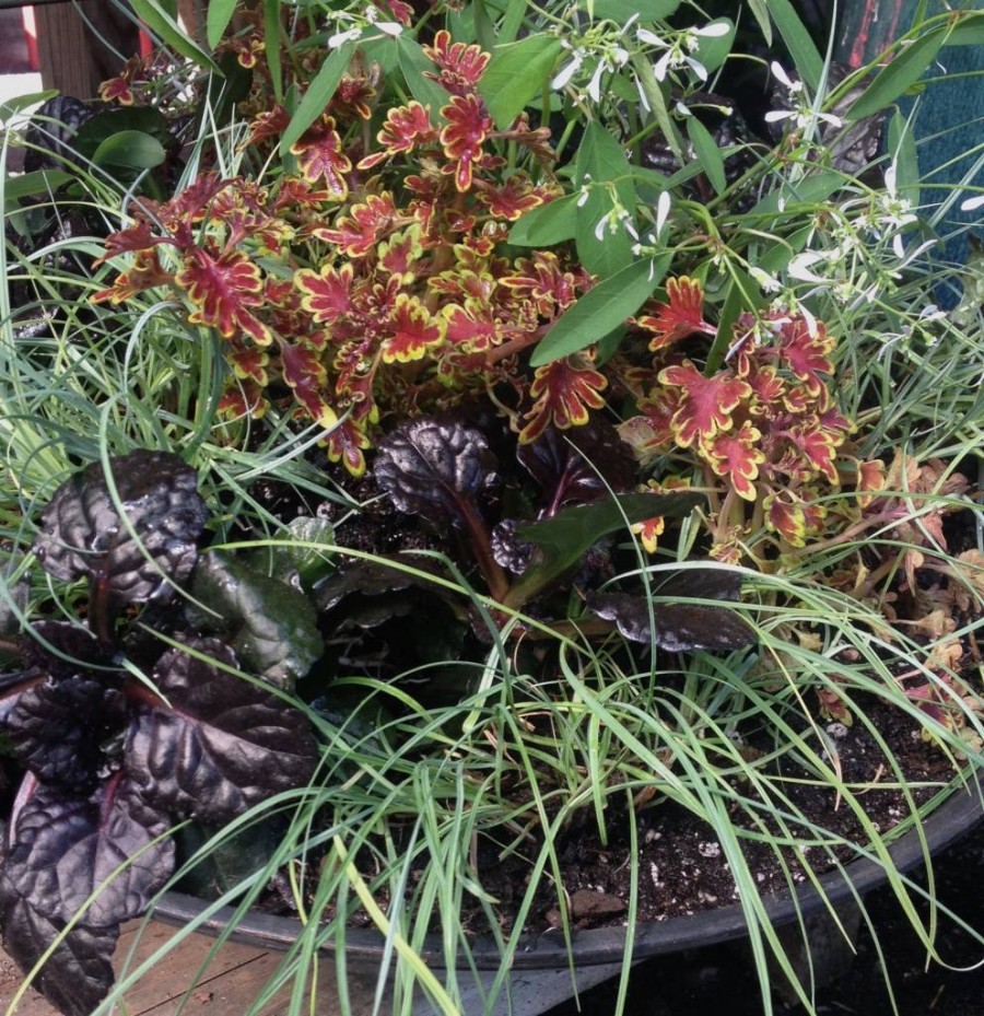 Container Gardens…Using Foliage For Color And Contrast | Oak Street ...