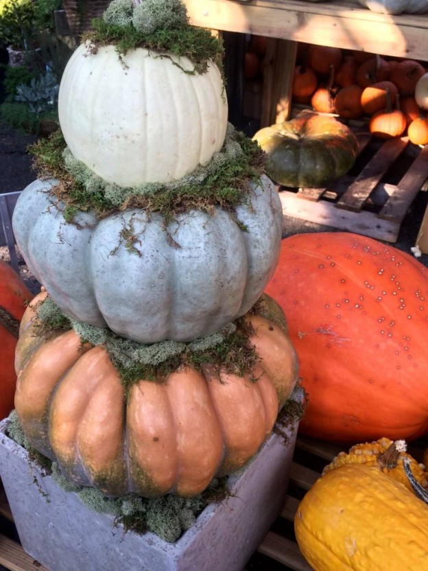 Decorating For Fall With Pumpkins And Gourds | Oak Street Garden Shop ...