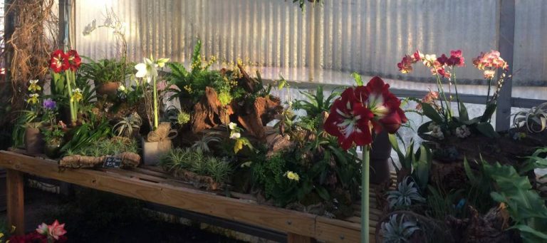 Catching Up In The New Year | Oak Street Garden Shop and Local Market