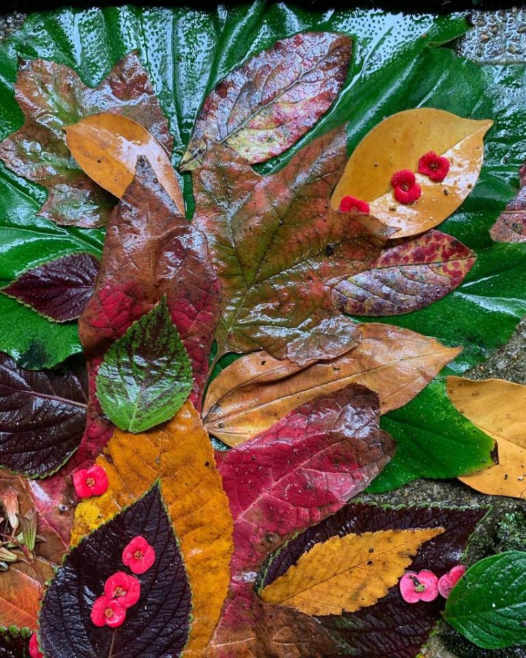 Leaf Stacking Design | Oak Street Garden Shop and Local Market
